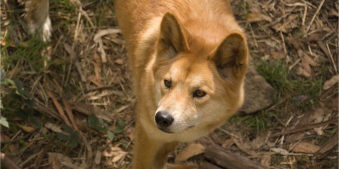 Cleland Wildlife Park Dingo | pureSA