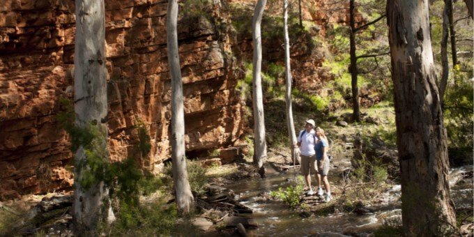 Swim with the Giant Cuttlefish Tour | pureSA