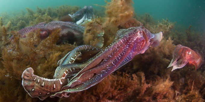 Colourful Giant Cuttlefish | pureSA