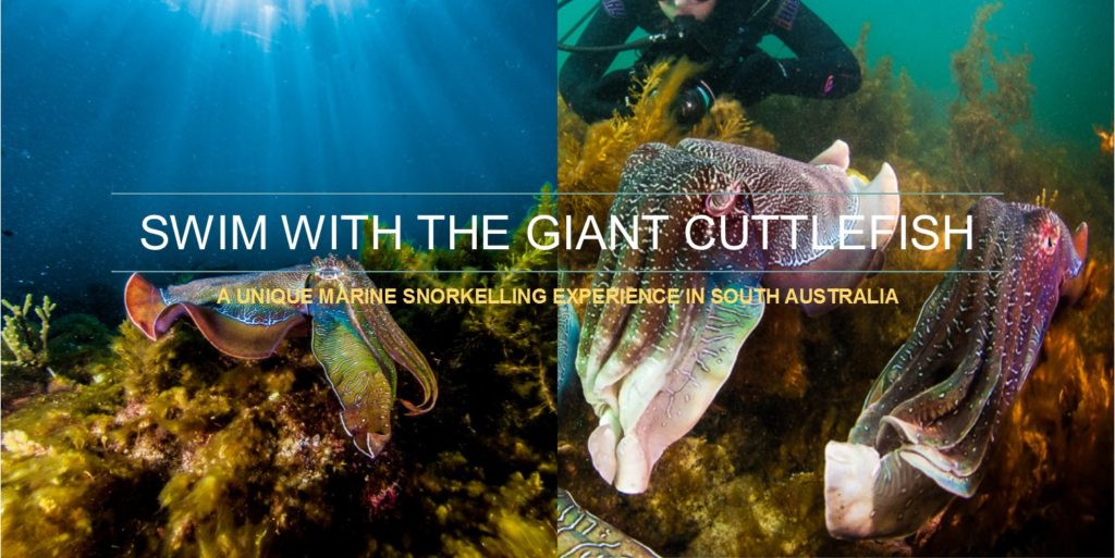 Giant Cuttlefish in Adelaide | pureSA